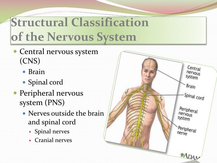 PPT - Chapter 7: The Nervous System PowerPoint Presentation - ID:1890198