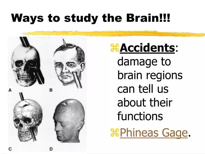 PPT - Ways to study the Brain!!! PowerPoint Presentation, free download ...