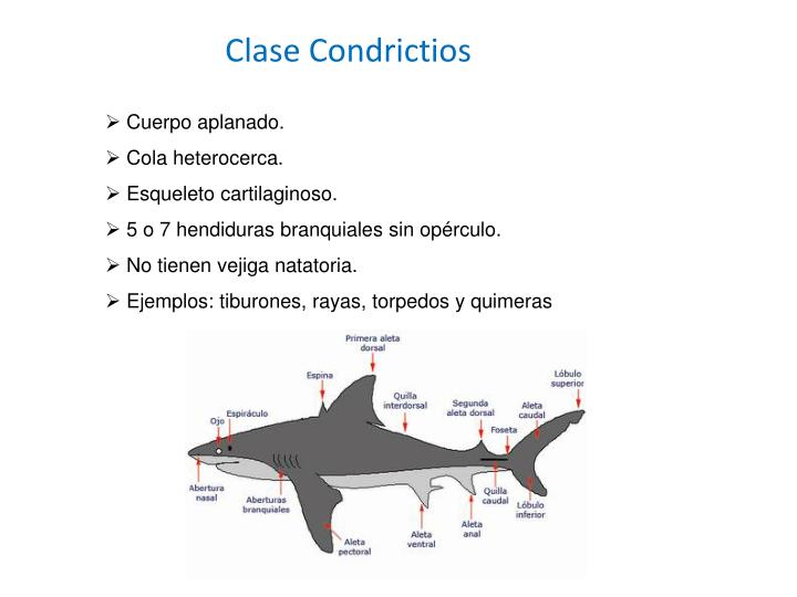 PPT - Reino animales PowerPoint Presentation - ID:1890288