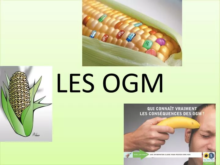 PPT - LES OGM PowerPoint Presentation, free download - ID:1890635