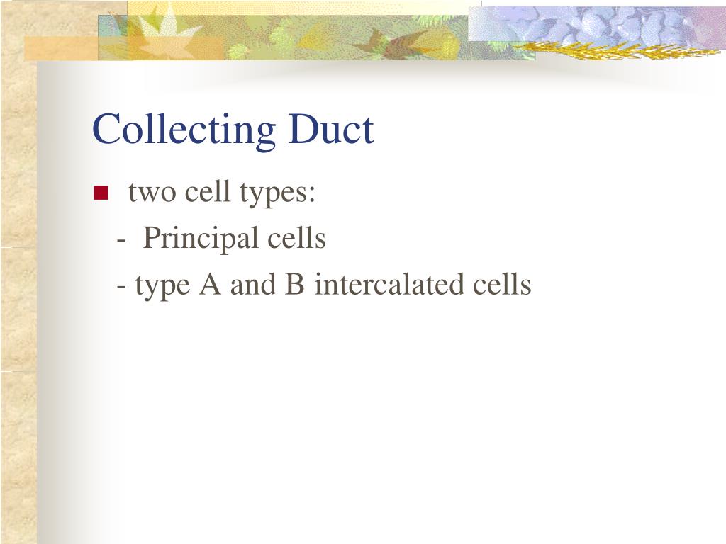 PPT - Physiology of kidneys Dr.boshra hasanzamani PowerPoint ...