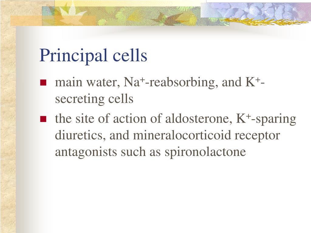 PPT - Physiology of kidneys Dr.boshra hasanzamani PowerPoint ...