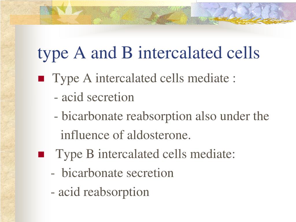 PPT - Physiology of kidneys Dr.boshra hasanzamani PowerPoint ...
