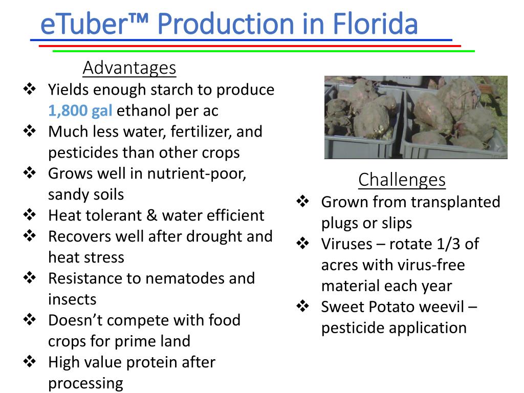 PPT - Evaluating eTuber and Energybeets as Feedstocks for Biofuels ...