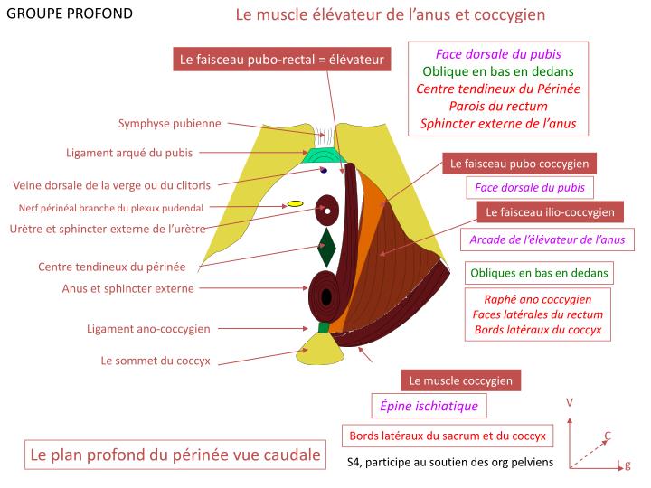 PPT - MYOLOGIE DU PELVIS A-P UZEL PowerPoint Presentation - ID:1892274