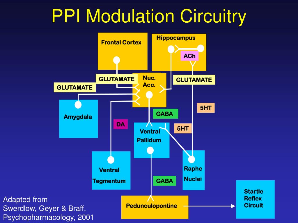 PPT - Developing Homologous Animal Models for the Discovery of ...