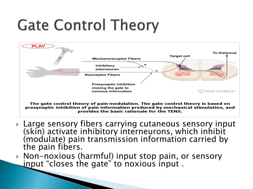 PPT - Dr Abdulrahman Alhowikan Collage of medicine Physiology Dep ...