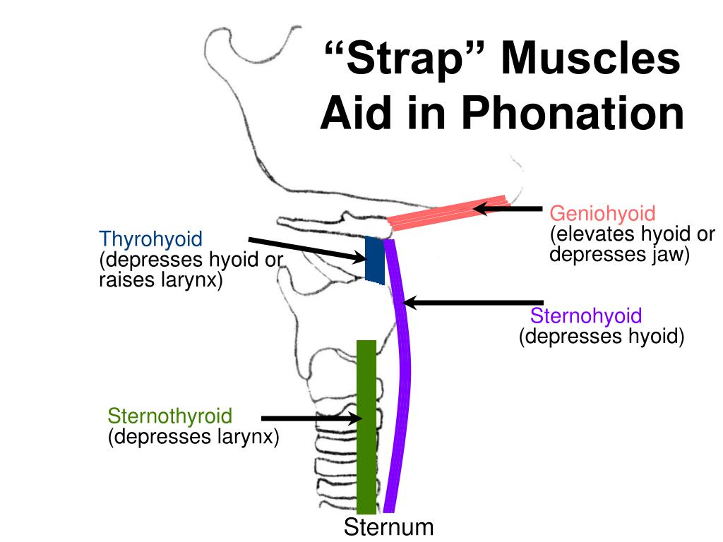 PPT - Biology 323 Human Anatomy for Biology Majors Lecture 18 Dr ...