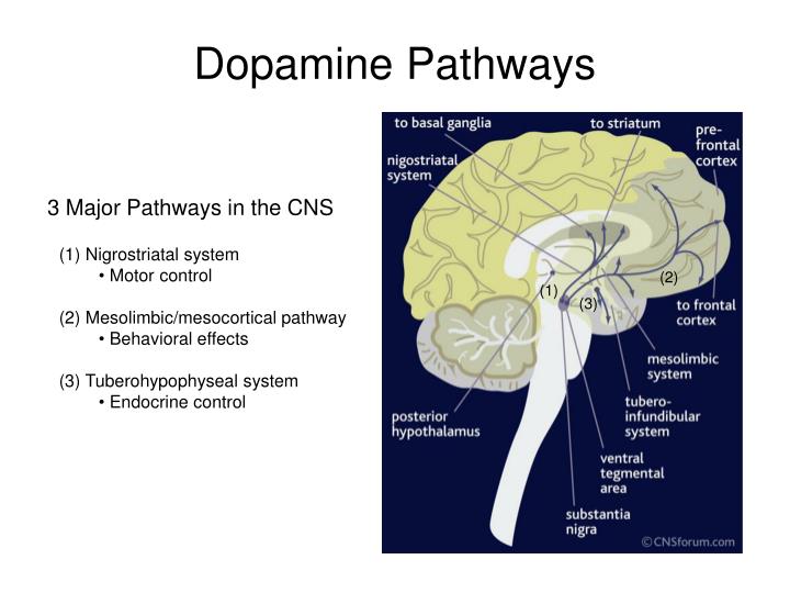 PPT - Neurotransmitters and Pharmacology PowerPoint Presentation - ID ...