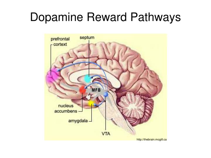PPT - Neurotransmitters and Pharmacology PowerPoint Presentation - ID ...