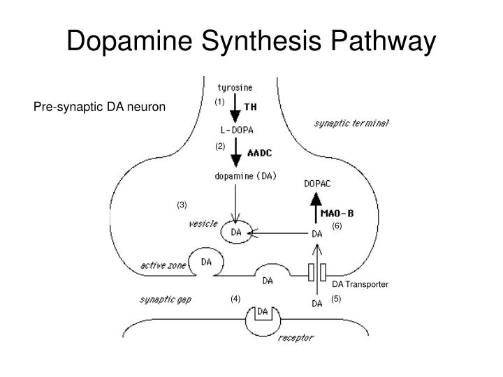 PPT - Neurotransmitters and Pharmacology PowerPoint Presentation - ID ...