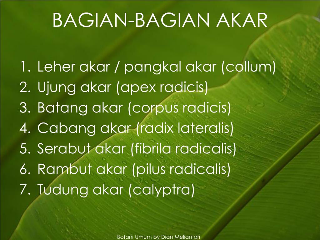PPT - BOTANI UMUM Dosen : Ir. Dian Meliantari,MM Kuliah :5 PowerPoint ...