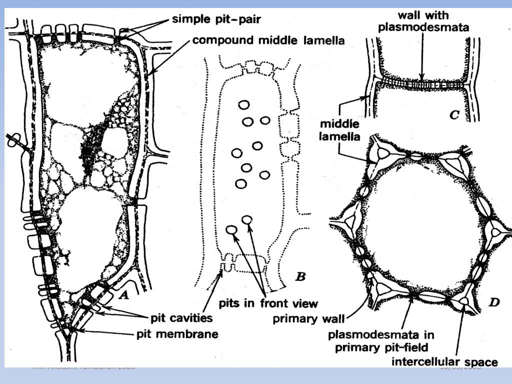 PPT - Praktikum III Anatomi tumbuhan Noktah Sel PowerPoint Presentation ...