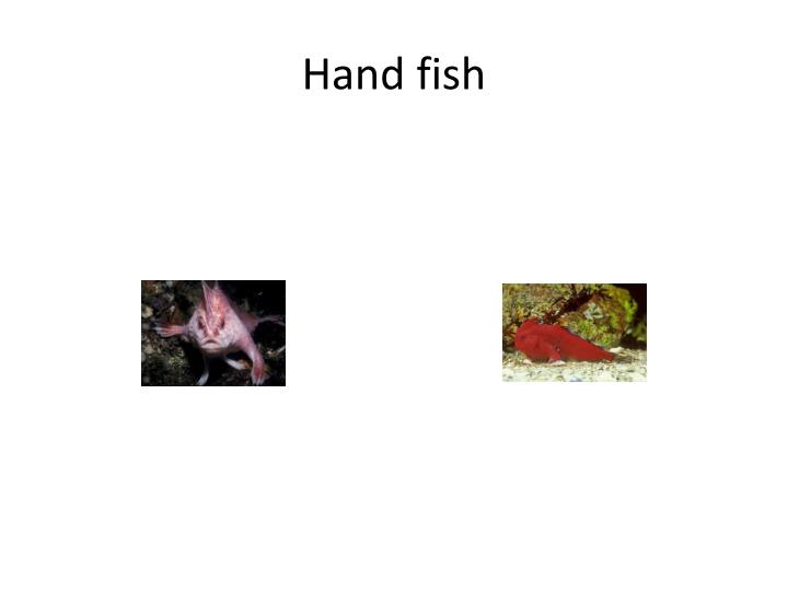 PPT - Locomotion of fish PowerPoint Presentation - ID:1893523
