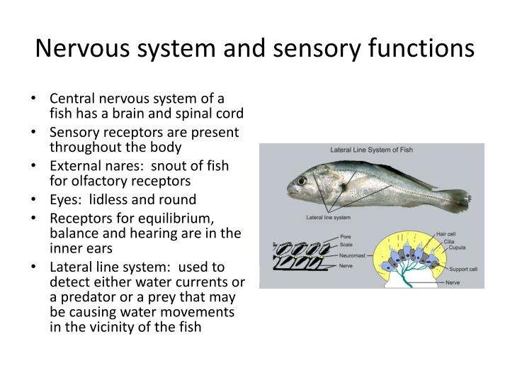 PPT - Locomotion of fish PowerPoint Presentation - ID:1893523