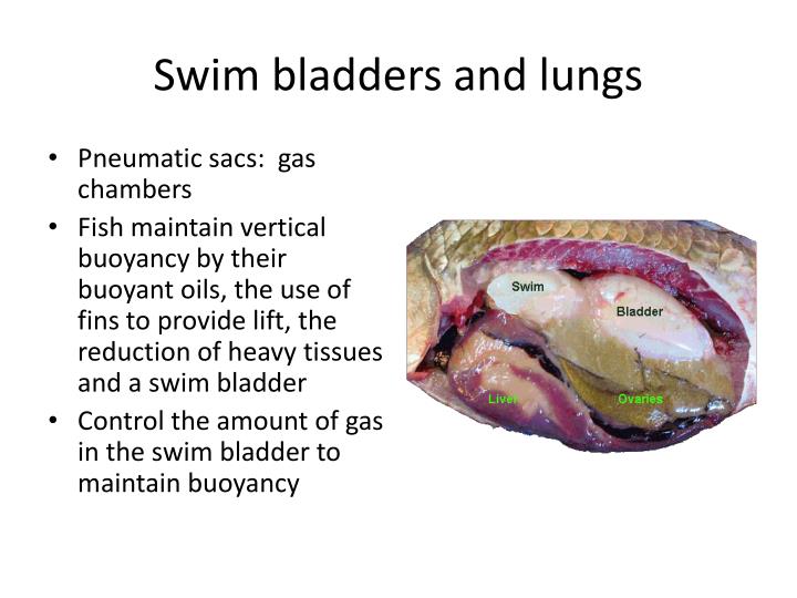 PPT - Locomotion of fish PowerPoint Presentation - ID:1893523