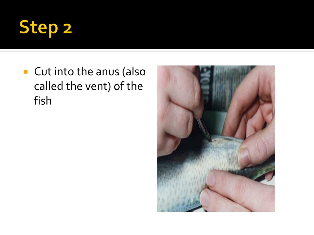 PPT Fish Dissection PowerPoint Presentation Free Download ID 1893533 PPT Fish Dissection PowerPoint Presentation Free Download ID 1893533