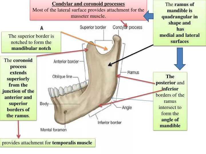 PPT - The ramus of mandible is quadrangular in shape and has medial and ...