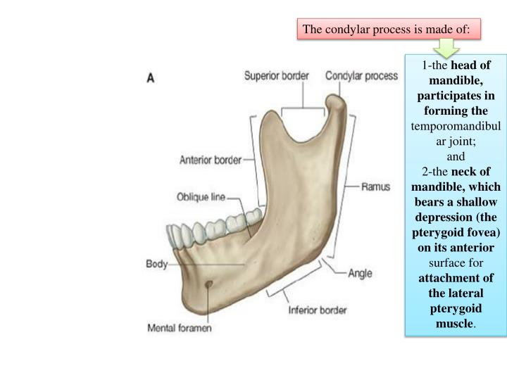 PPT - The ramus of mandible is quadrangular in shape and has medial and ...