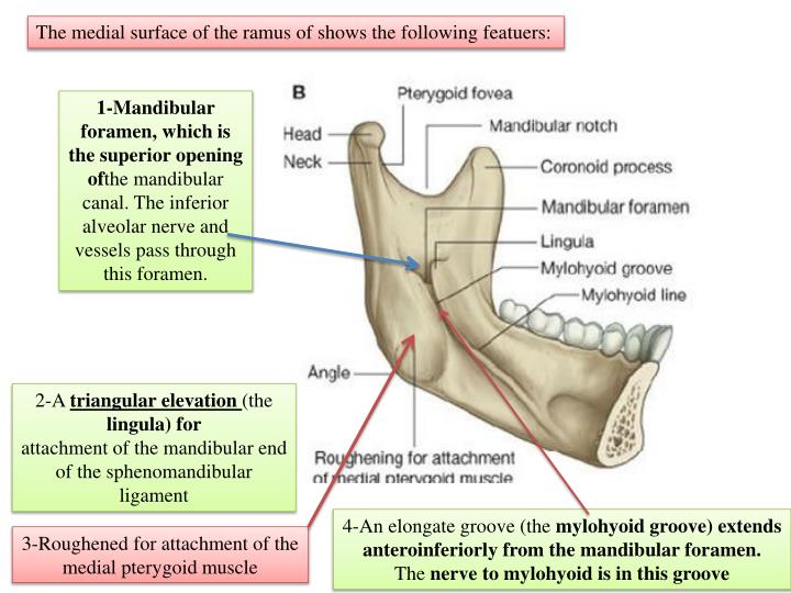 PPT - The ramus of mandible is quadrangular in shape and has medial and ...