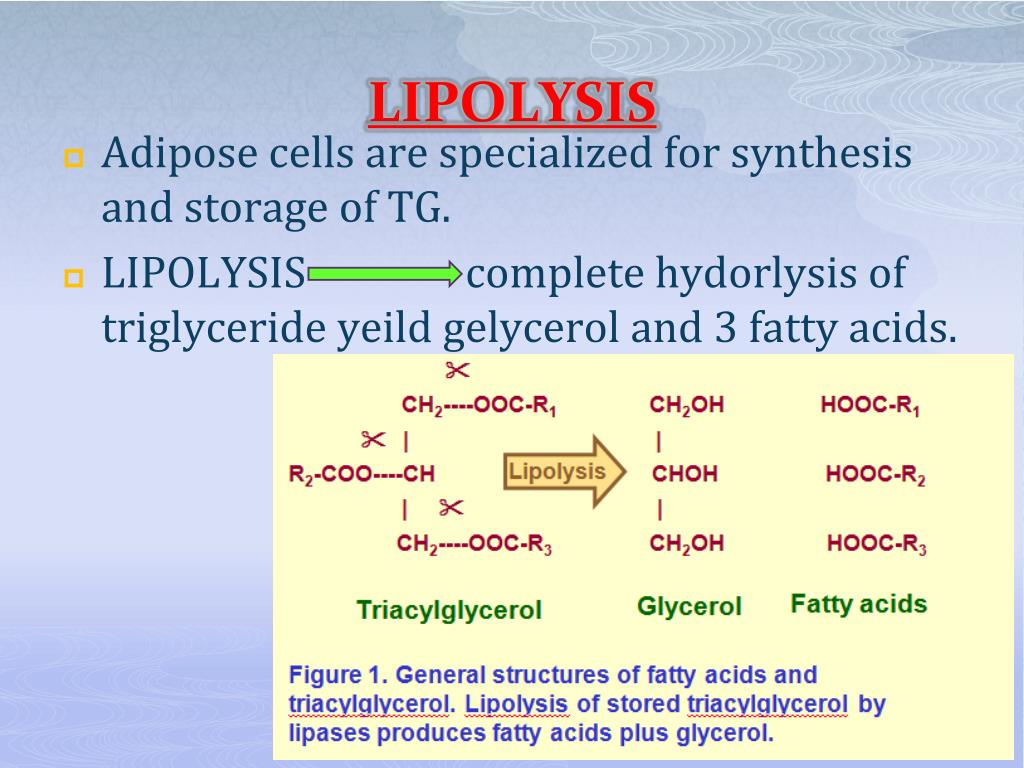 PPT - Fatty acid synthesis ( Lipogenesis & Lipolysis ) PowerPoint ...