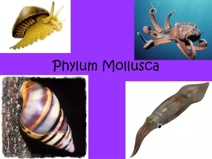 Mollusca Examples