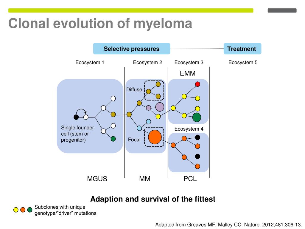 PPT - The Role of Cytogenetics in Elderly patients with Myeloma ...