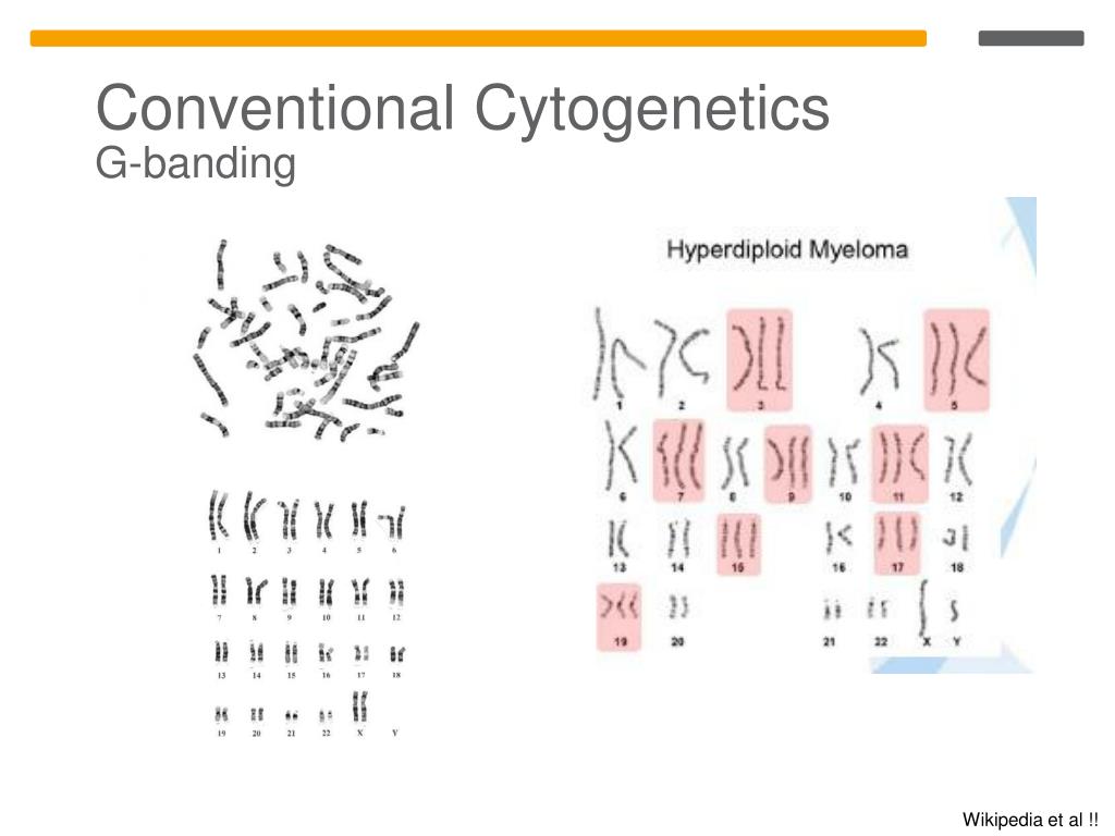 PPT - The Role of Cytogenetics in Elderly patients with Myeloma ...