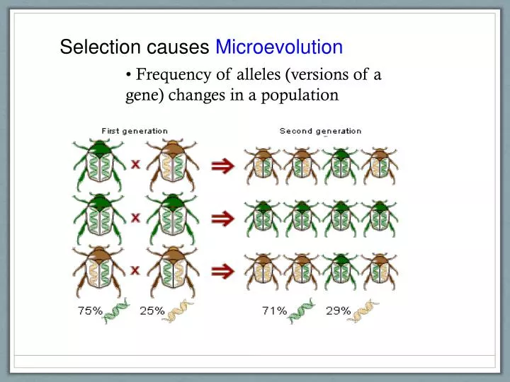 PPT - Selection causes Microevolution PowerPoint Presentation, free ...