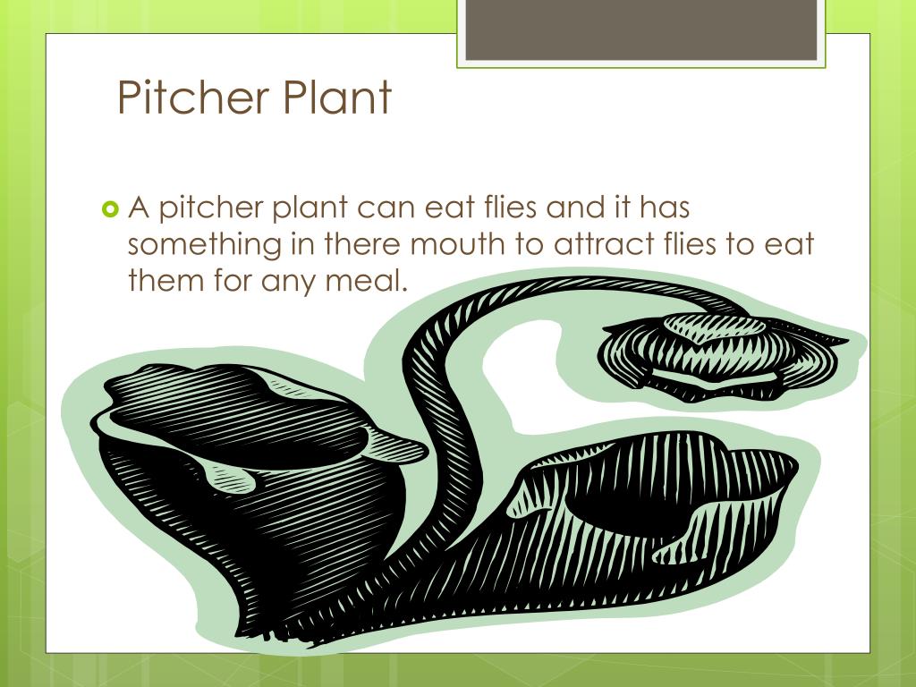 PPT - Georgia Plant and Animal Adaptations PowerPoint Presentation ...