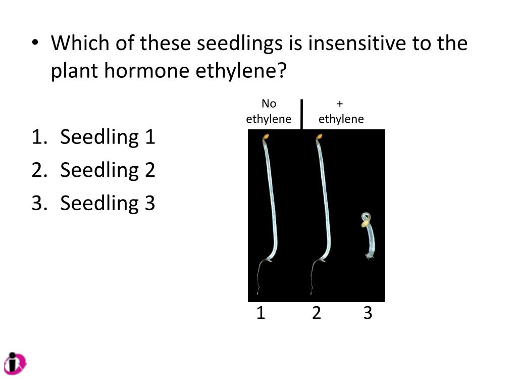 PPT - Which plant is showing an etiolated phenotype? Plant 1 Plant 2 ...