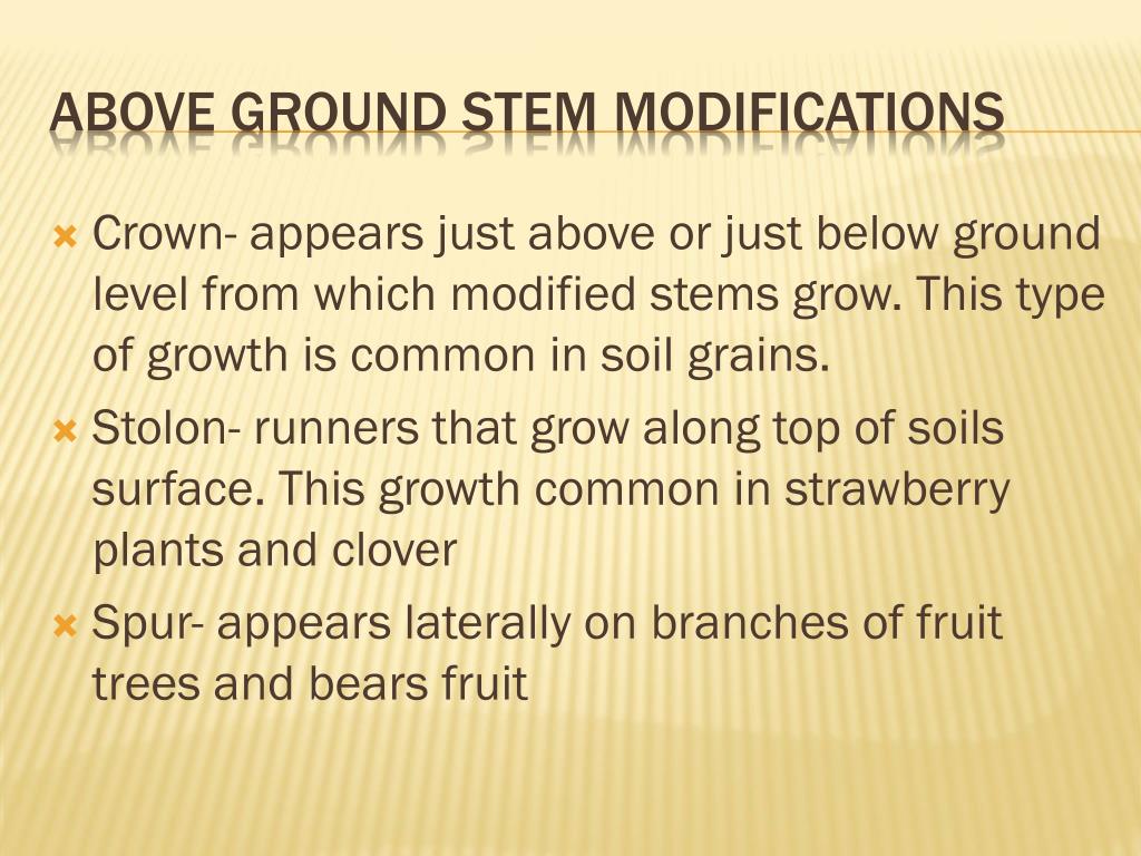 PPT - Plant anatomy and growth PowerPoint Presentation, free download ...