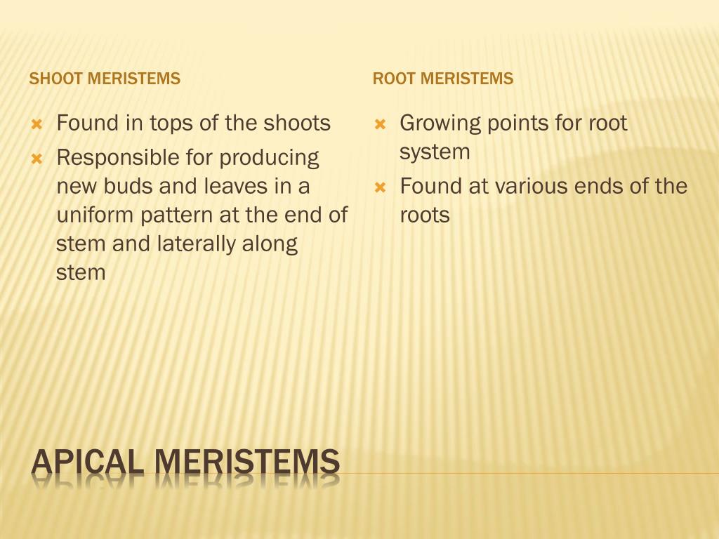 PPT - Plant anatomy and growth PowerPoint Presentation, free download ...