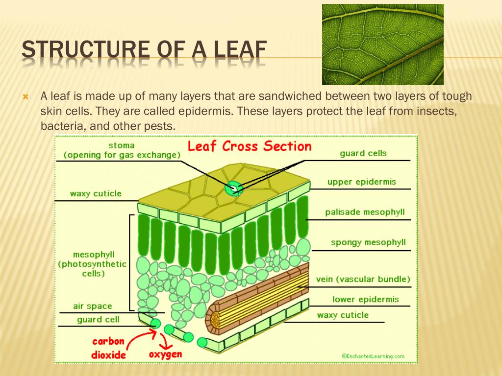 PPT - Plant anatomy and growth PowerPoint Presentation, free download ...