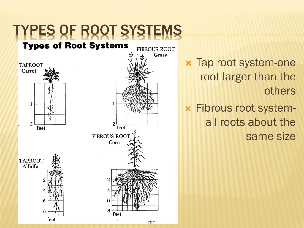 PPT - Plant anatomy and growth PowerPoint Presentation, free download ...