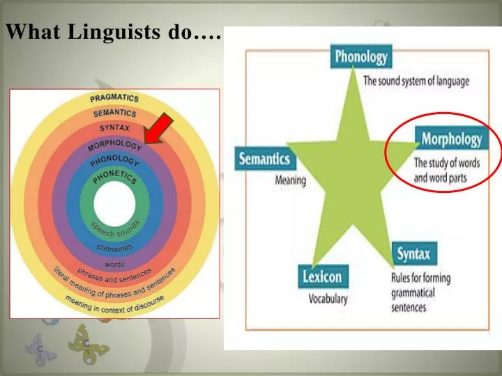 PPT - What Linguists do…. PowerPoint Presentation, free download - ID ...