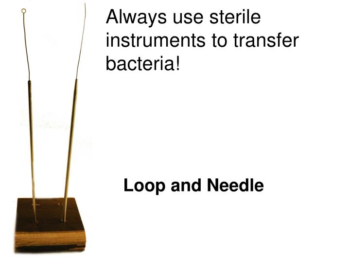PPT - Ex. 8 : Aseptic Technique – Inoculating Different Types of Media ...