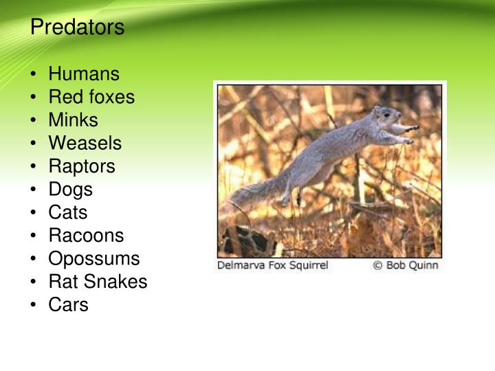 PPT - Delmarva Fox Squirrel PowerPoint Presentation - ID:1894866