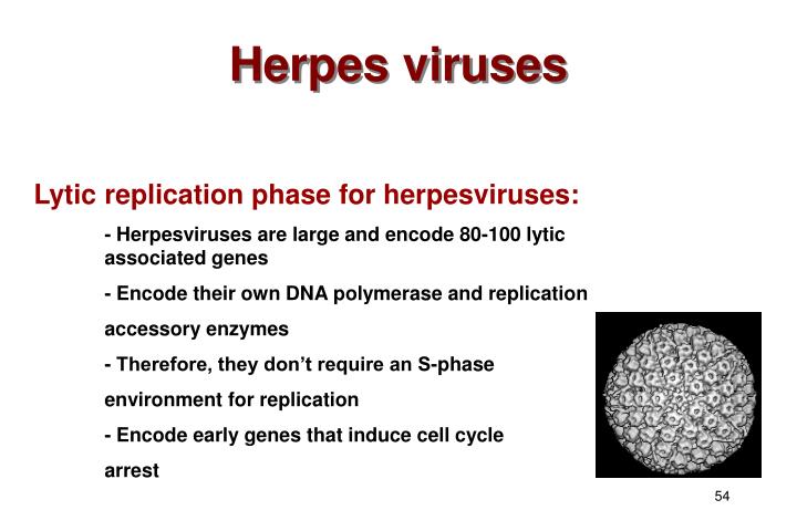 PPT - Viruses and Cancer PowerPoint Presentation - ID:1894895