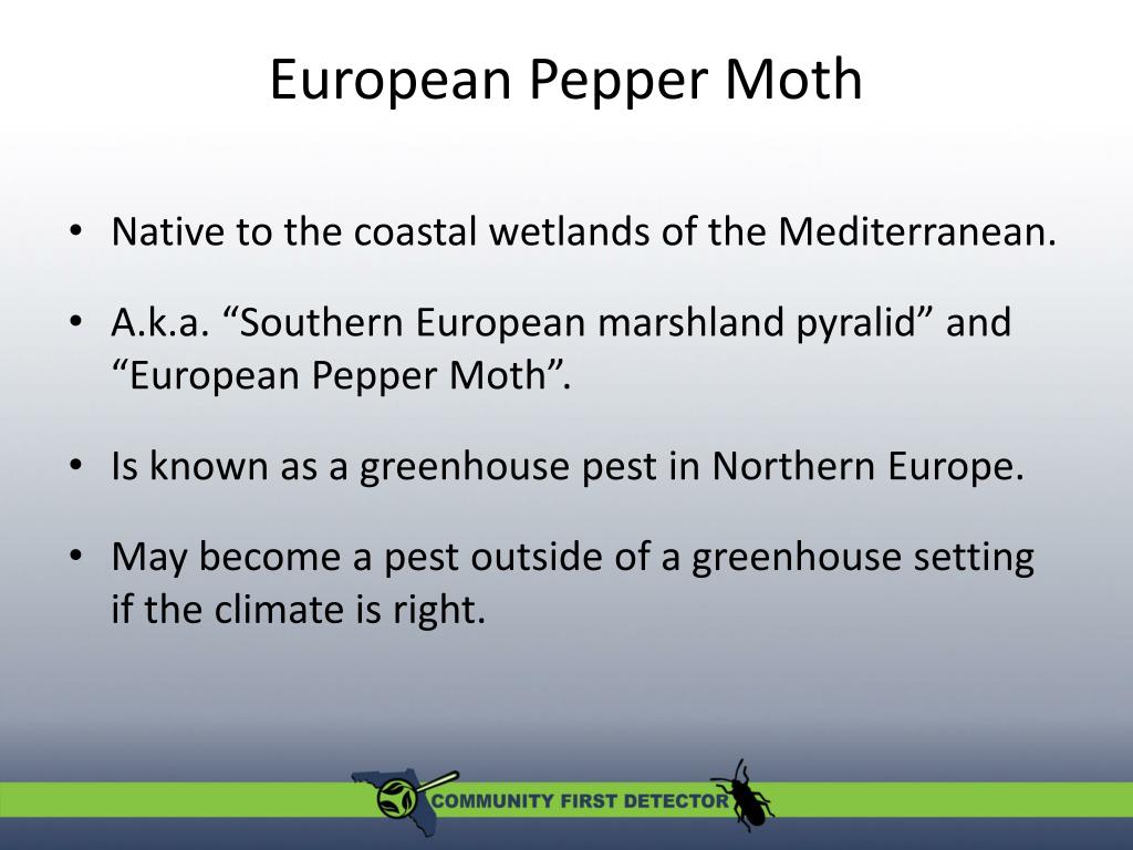PPT - A New Emerging Pest in Florida: European Pepper Moth ...