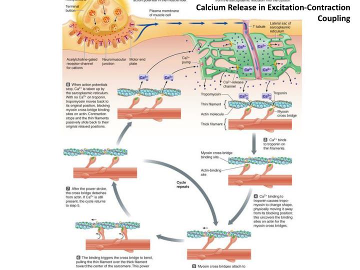 PPT - Molecular Basis of Skeletal Muscle Contraction PowerPoint ...