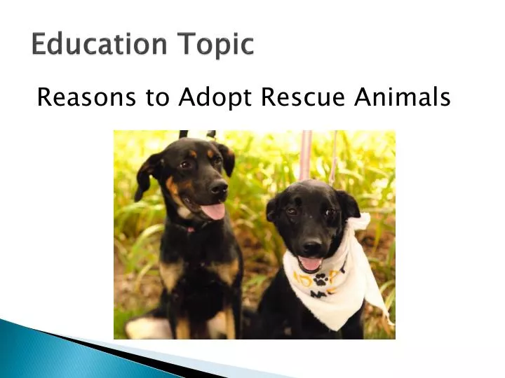 PPT - Education Topic PowerPoint Presentation, free download - ID:1895515