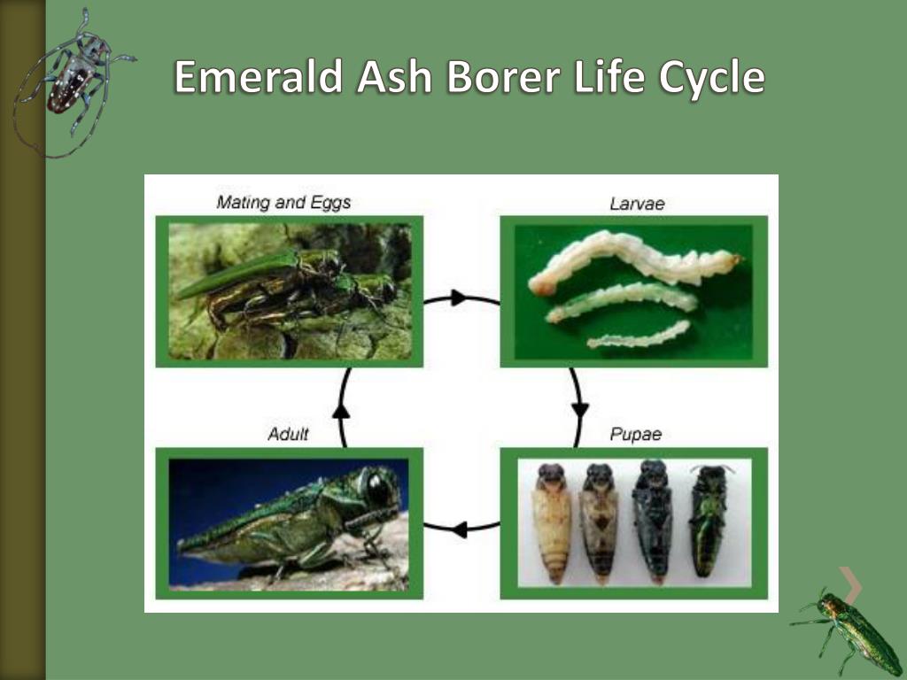 PPT - Photo by James E. Appleby, University of Illinois PowerPoint ...