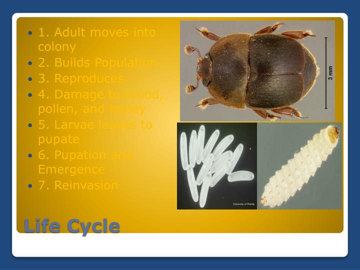 PPT - Beneficial Nematodes for Hive Beetle Control PowerPoint ...