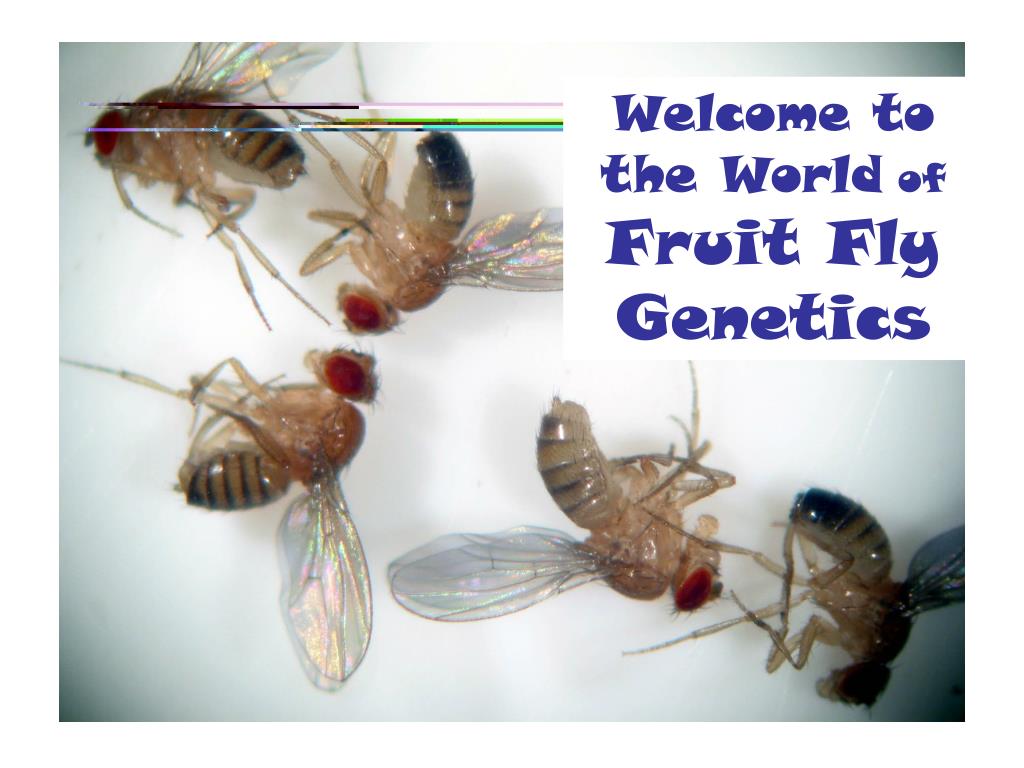 PPT - Welcome to the World of Fruit Fly Genetics PowerPoint ...