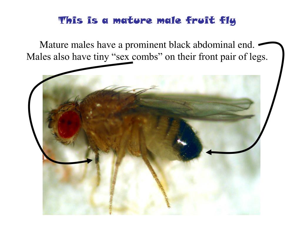 PPT - Welcome to the World of Fruit Fly Genetics PowerPoint ...
