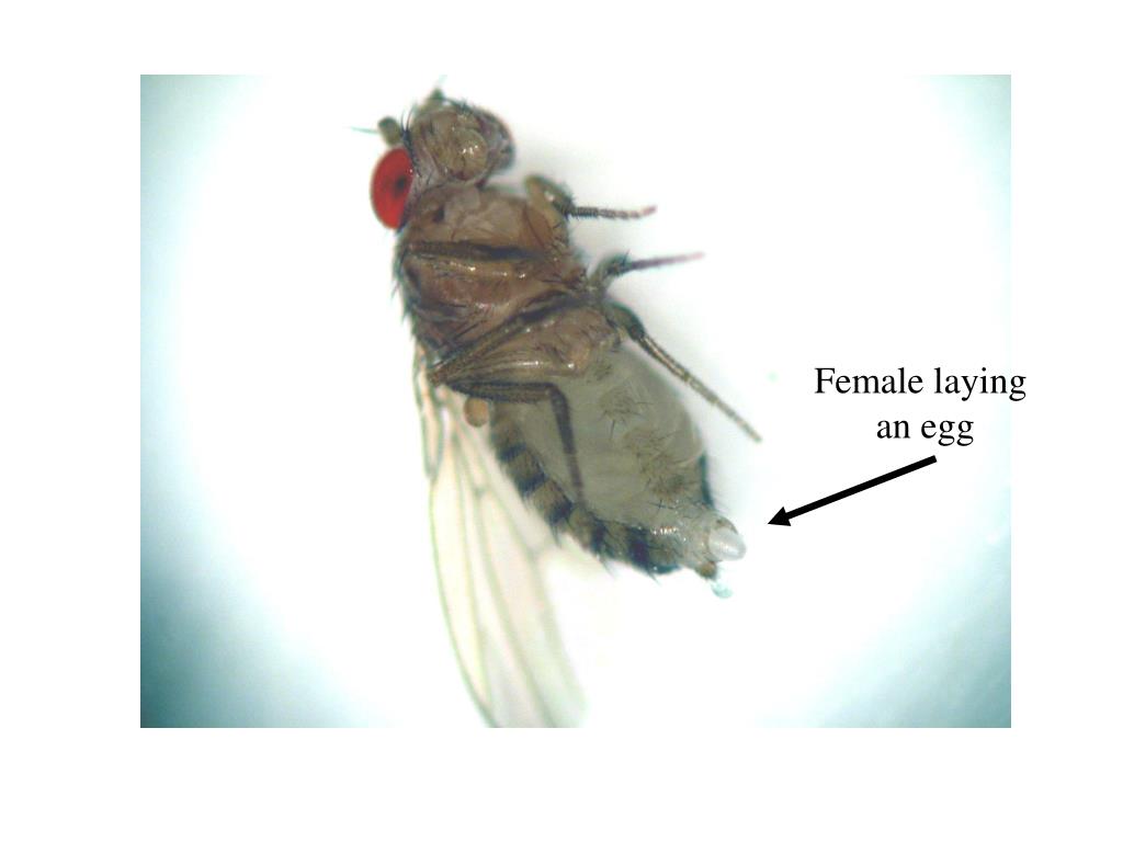 PPT - Welcome to the World of Fruit Fly Genetics PowerPoint ...