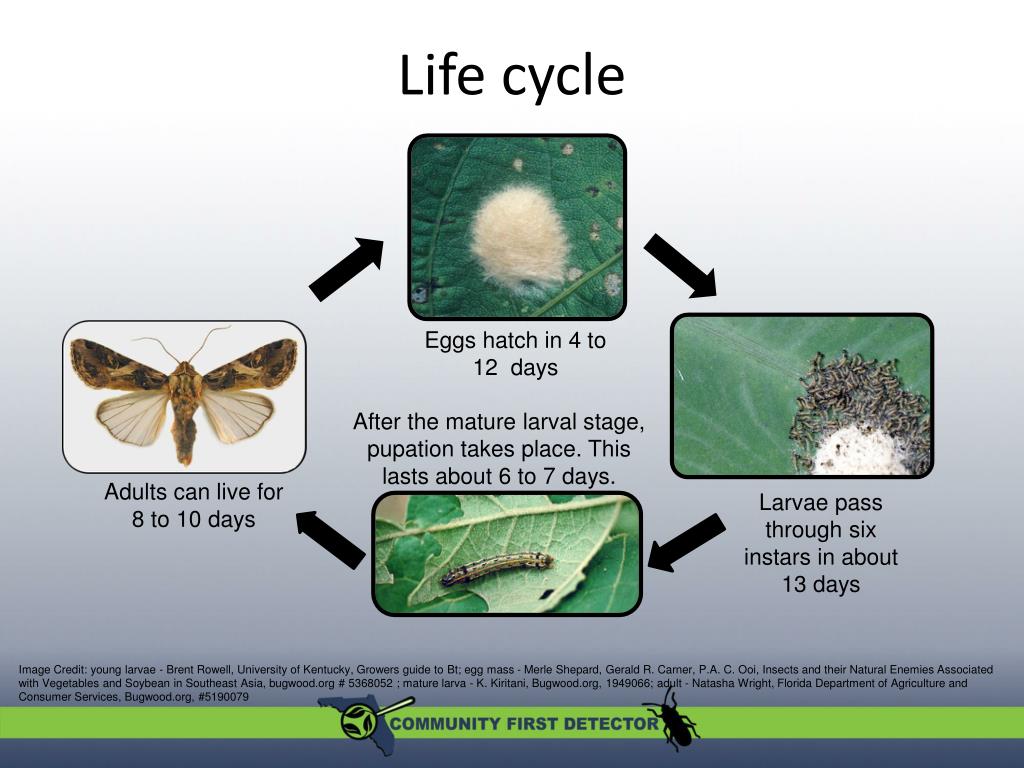 PPT - The rice-cotton cutworm Spodoptera litura PowerPoint Presentation ...