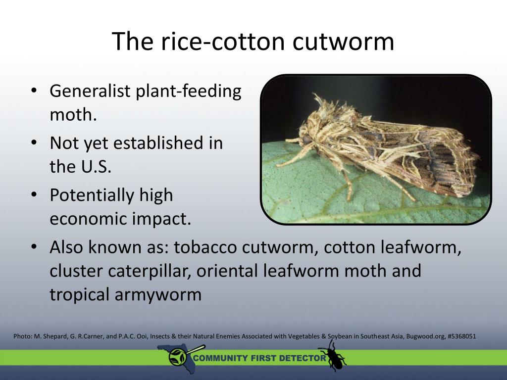 PPT - The rice-cotton cutworm Spodoptera litura PowerPoint Presentation ...