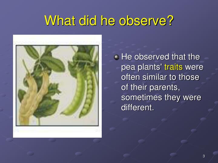 PPT - Gregor Mendel The Father of Genetics PowerPoint Presentation - ID ...
